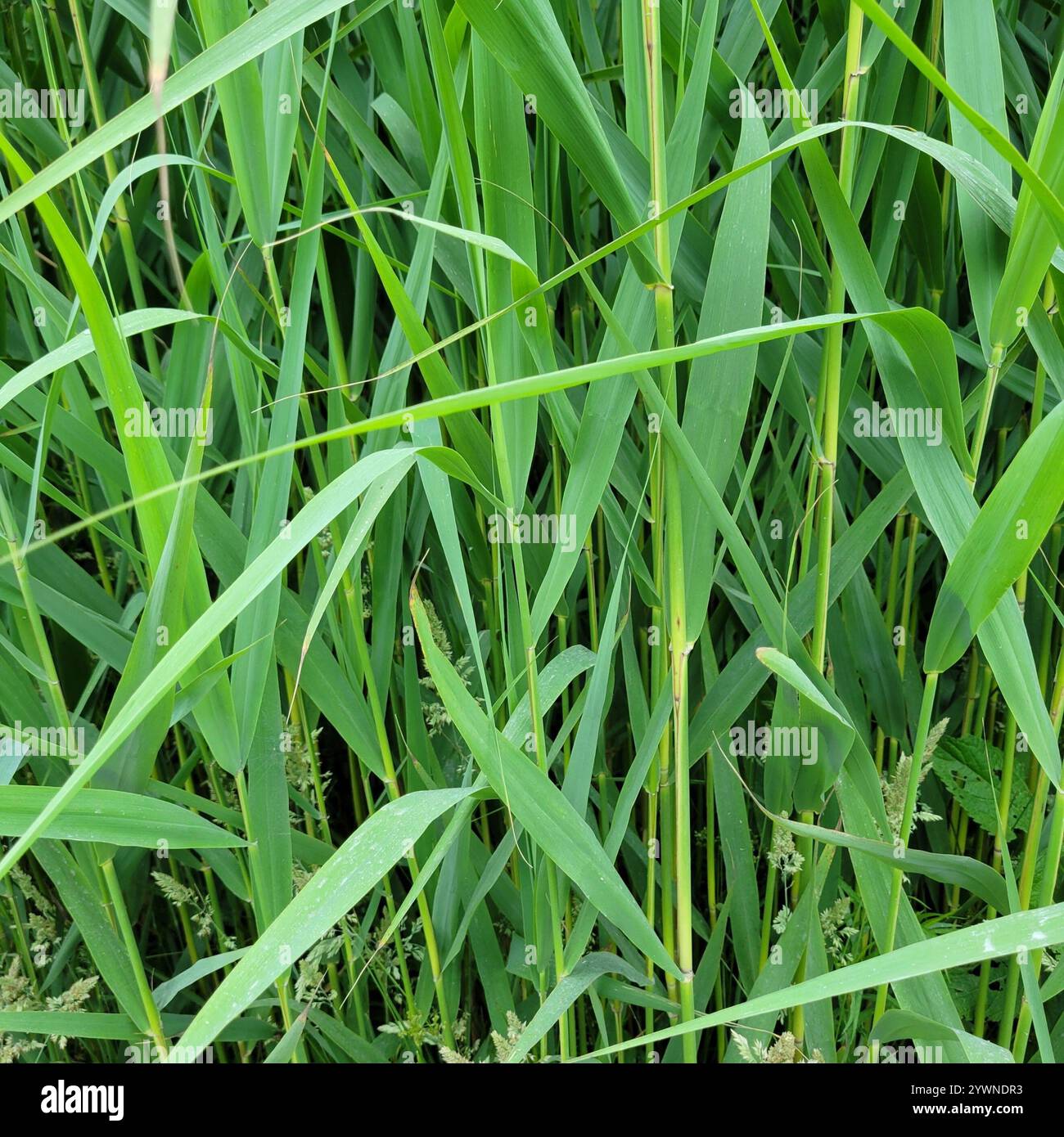 rice cutgrass (Leersia oryzoides Stock Photo - Alamy