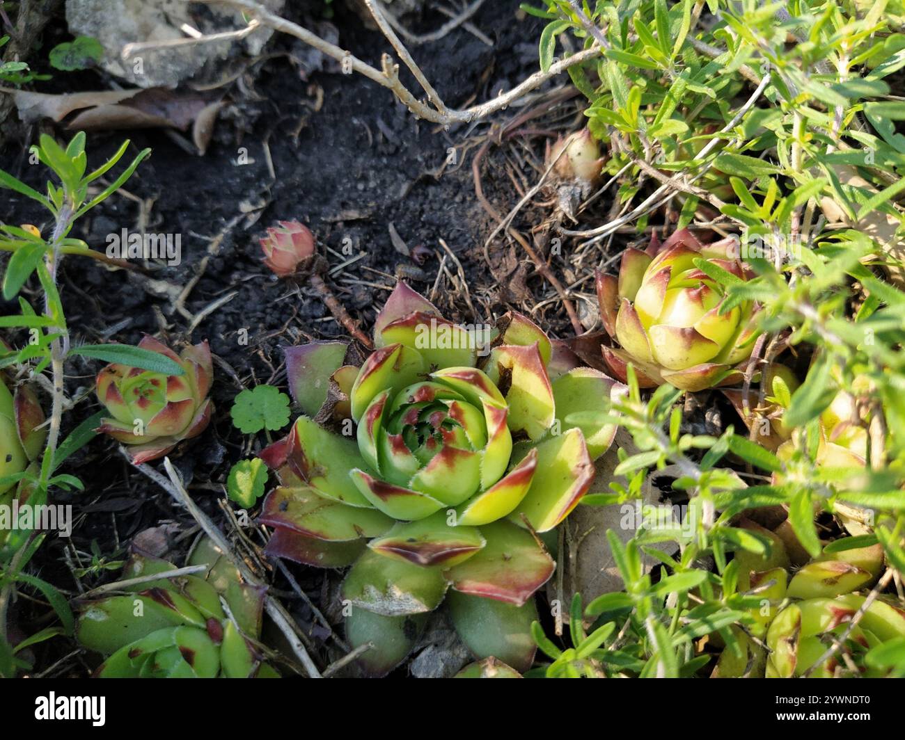 Russian houseleek (Sempervivum ruthenicum Stock Photo - Alamy