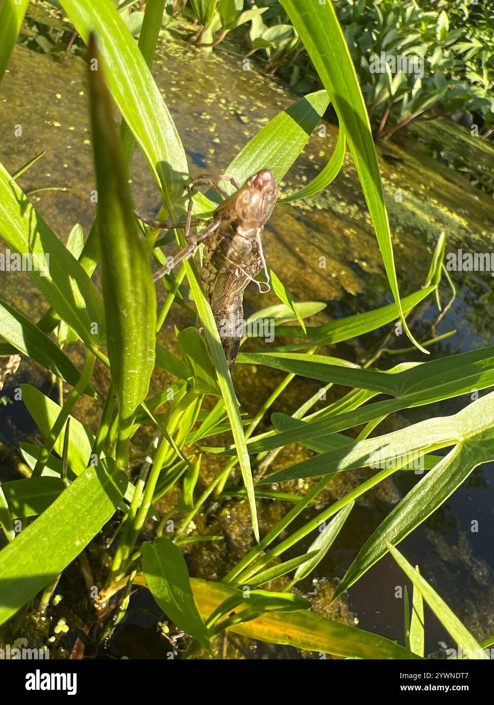 Emperors and Green Darners (Anax Stock Photo - Alamy