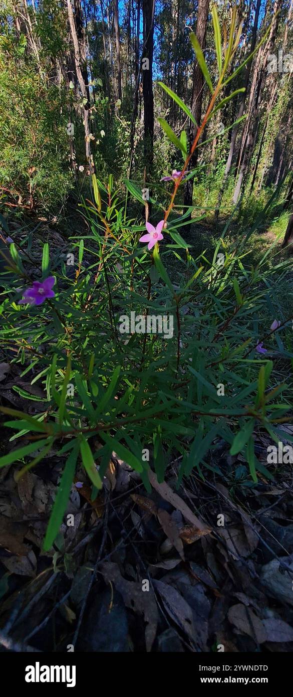 (Crowea exalata magnifolia Stock Photo - Alamy