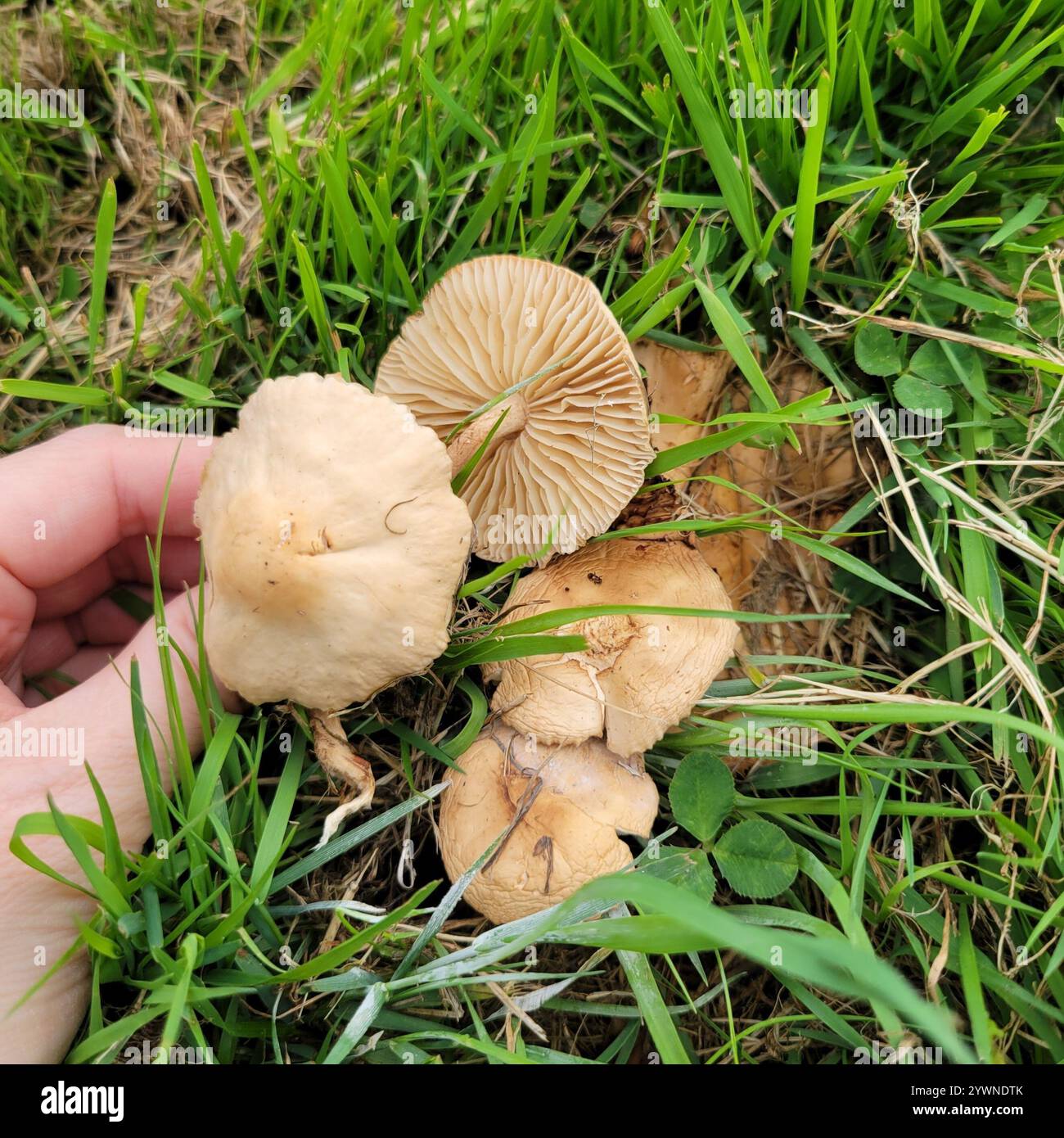 fairy ring marasmius (Marasmius oreades Stock Photo - Alamy
