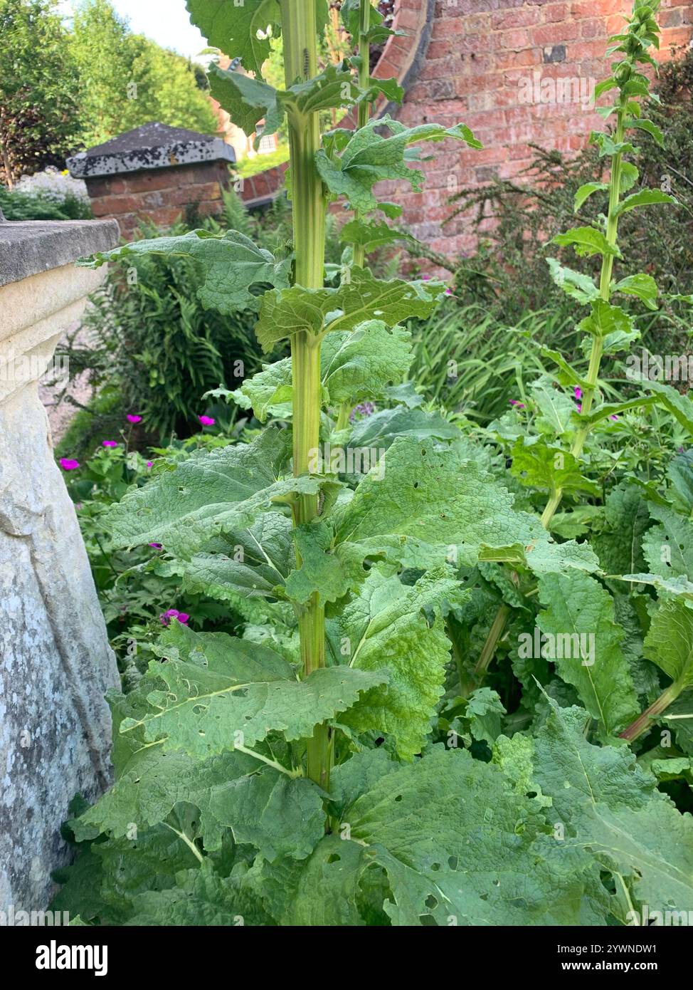 Mullein Moth (Cucullia verbasci Stock Photo - Alamy