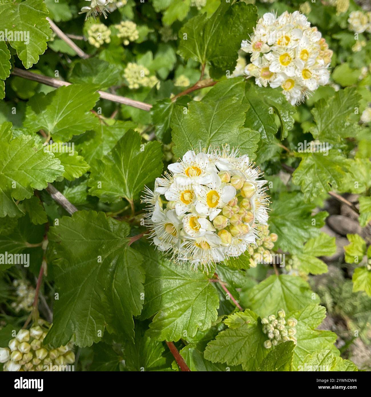 mallow-leaf ninebark (Physocarpus malvaceus Stock Photo - Alamy