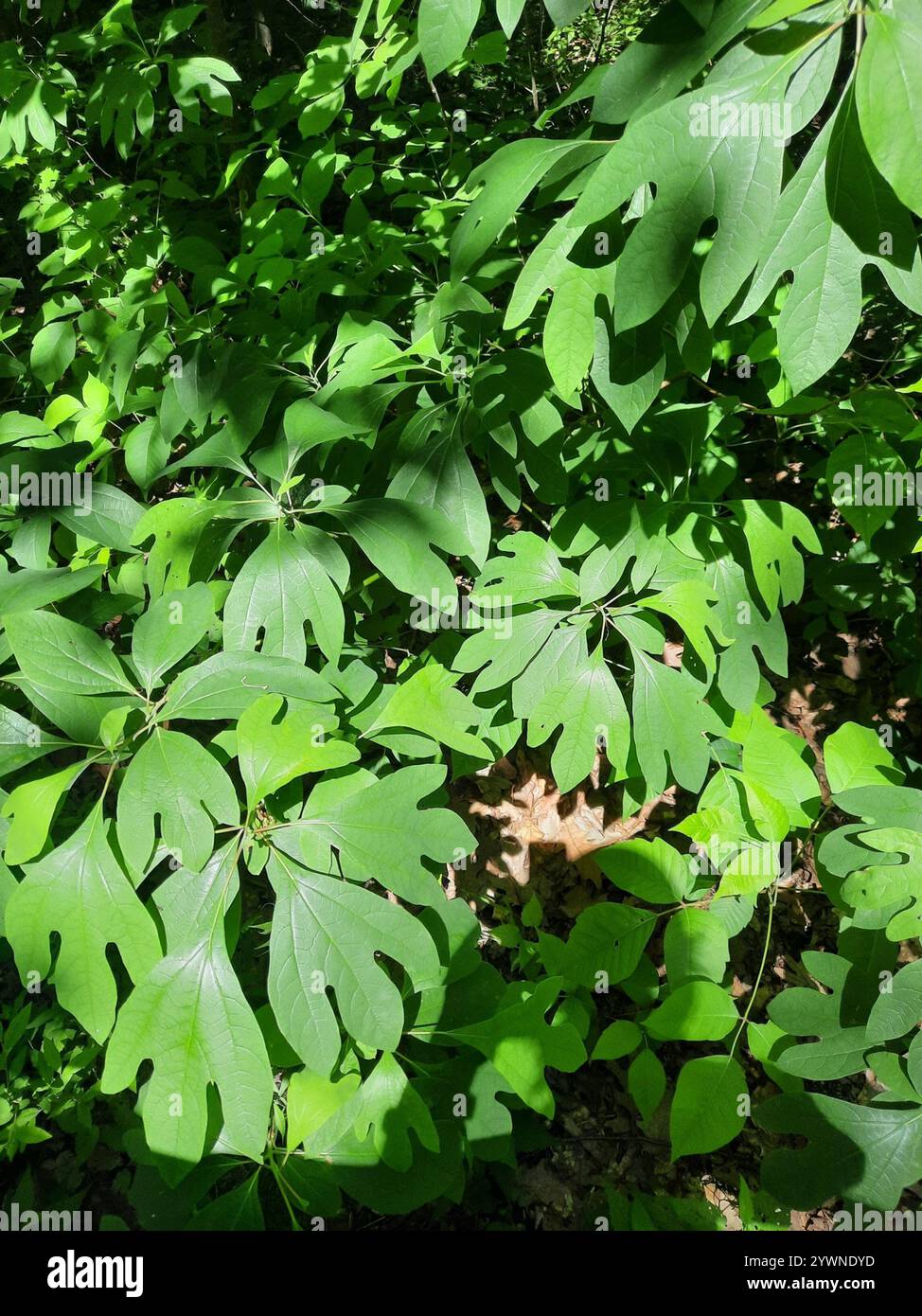 sassafras (Sassafras albidum Stock Photo - Alamy