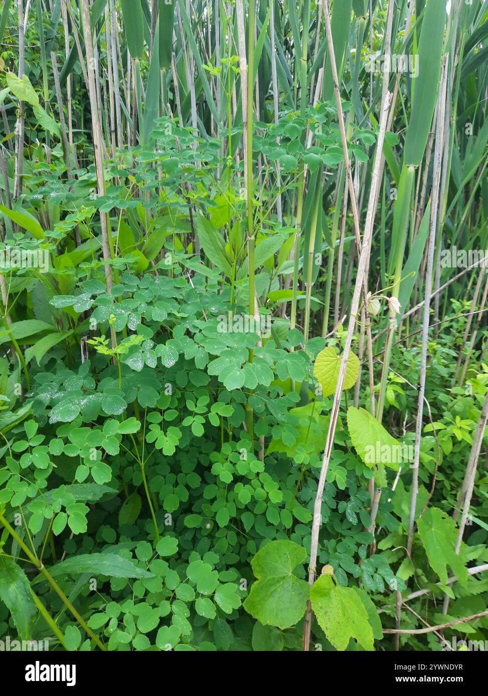 tall meadow-rue (Thalictrum pubescens Stock Photo - Alamy