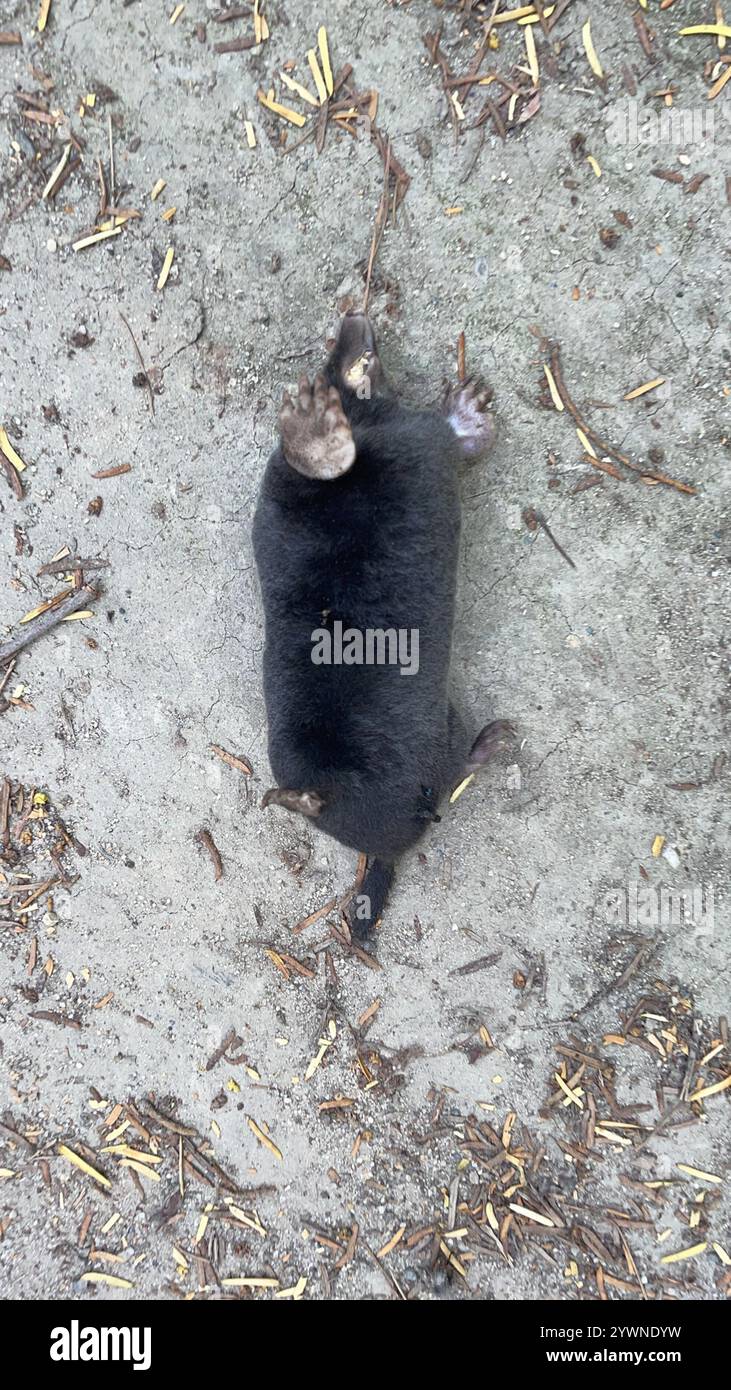 European Mole (Talpa europaea Stock Photo - Alamy