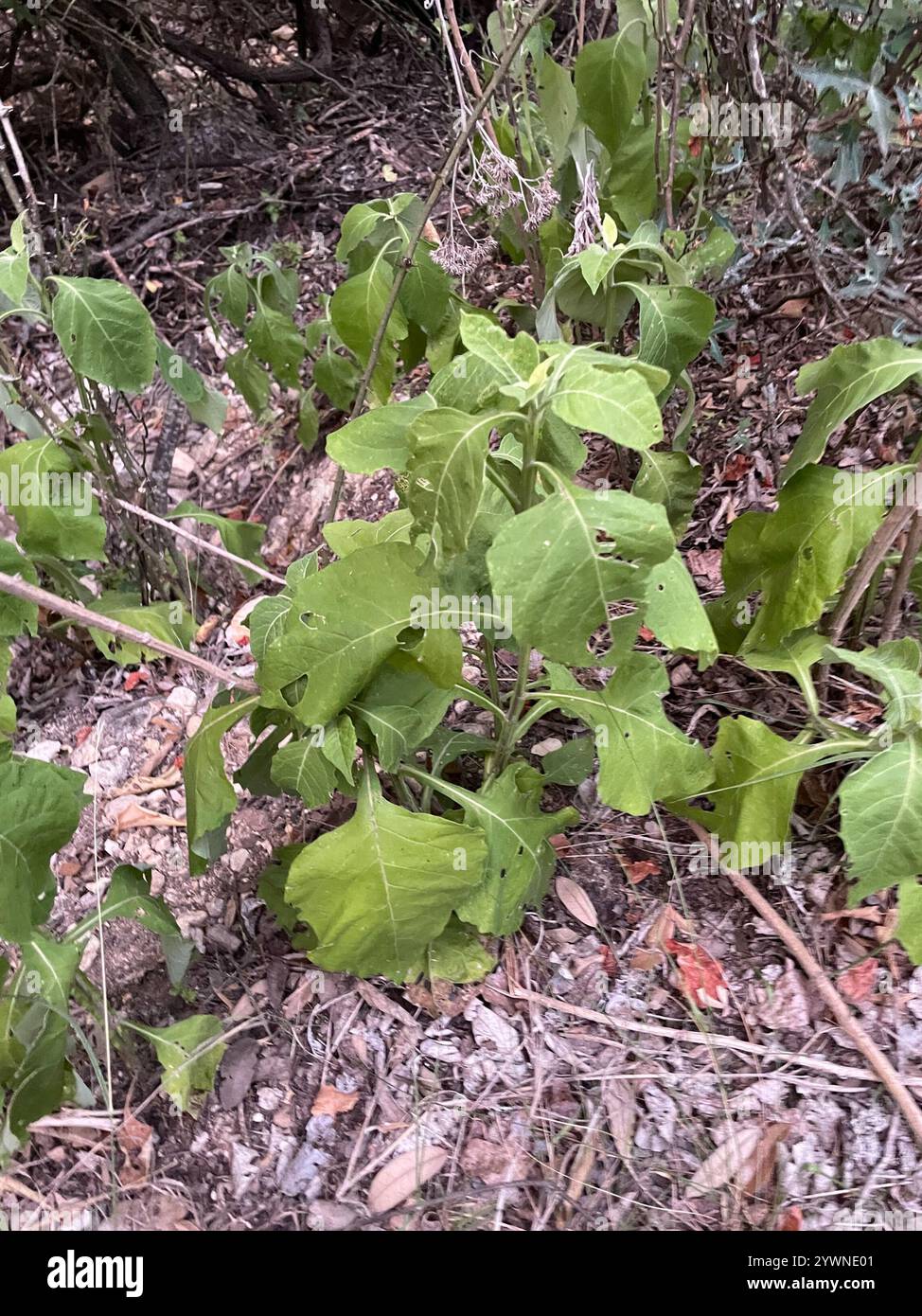 frostweed (Verbesina virginica Stock Photo - Alamy