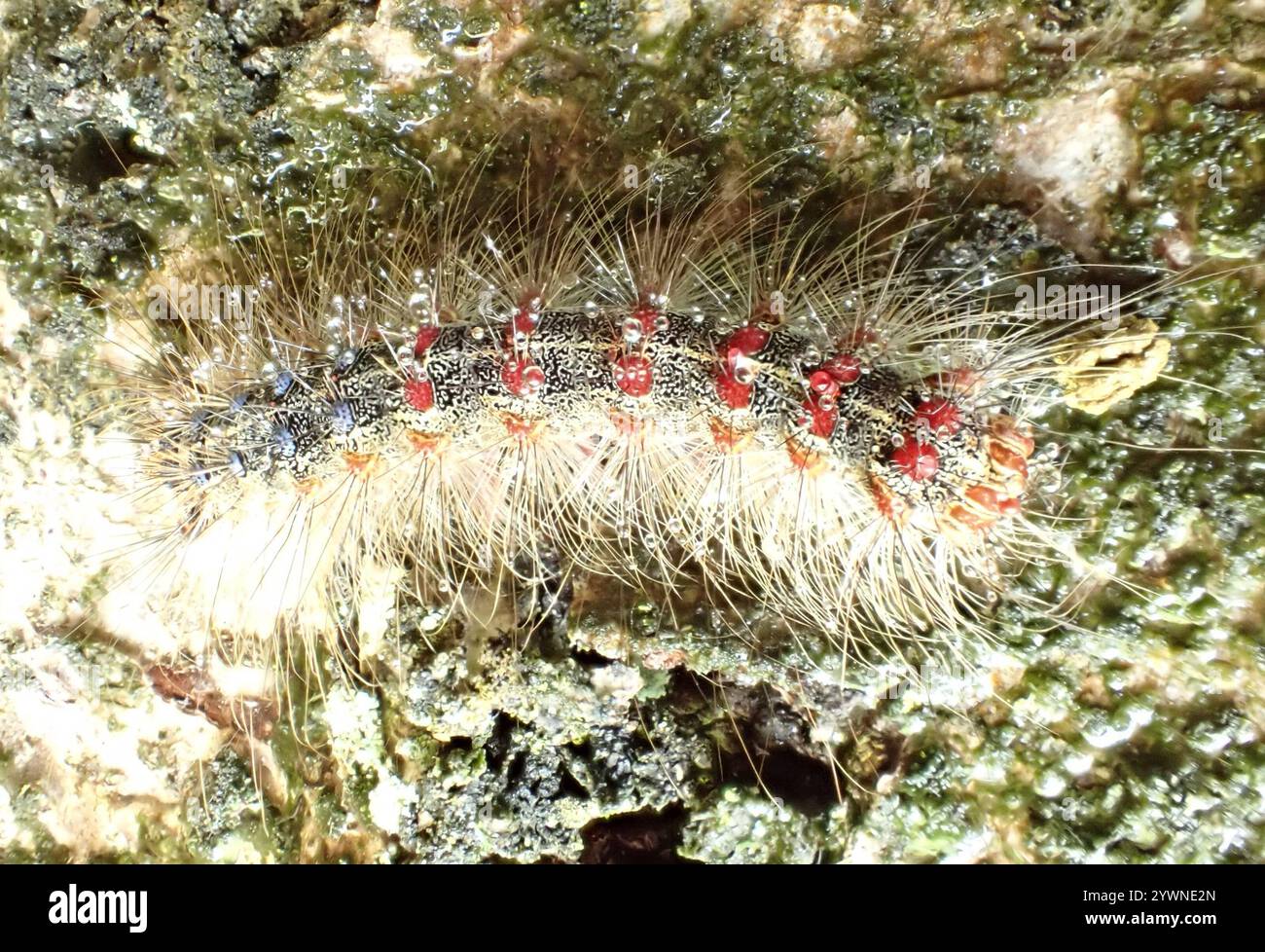 Spongy Moth (Lymantria dispar Stock Photo - Alamy