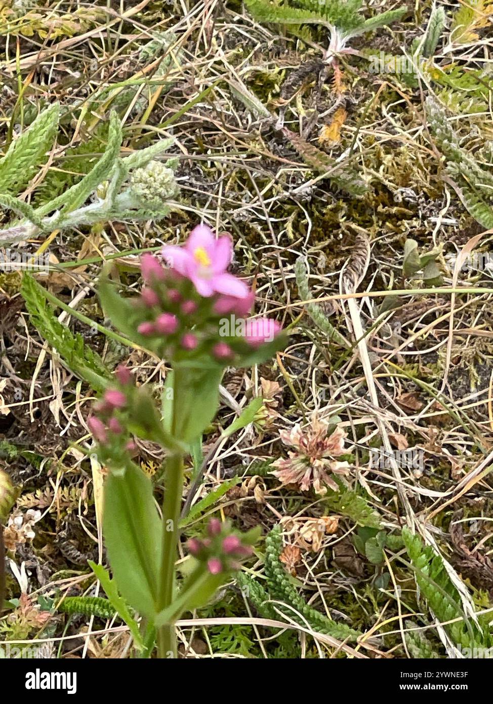 Common centaury (Centaurium erythraea Stock Photo - Alamy