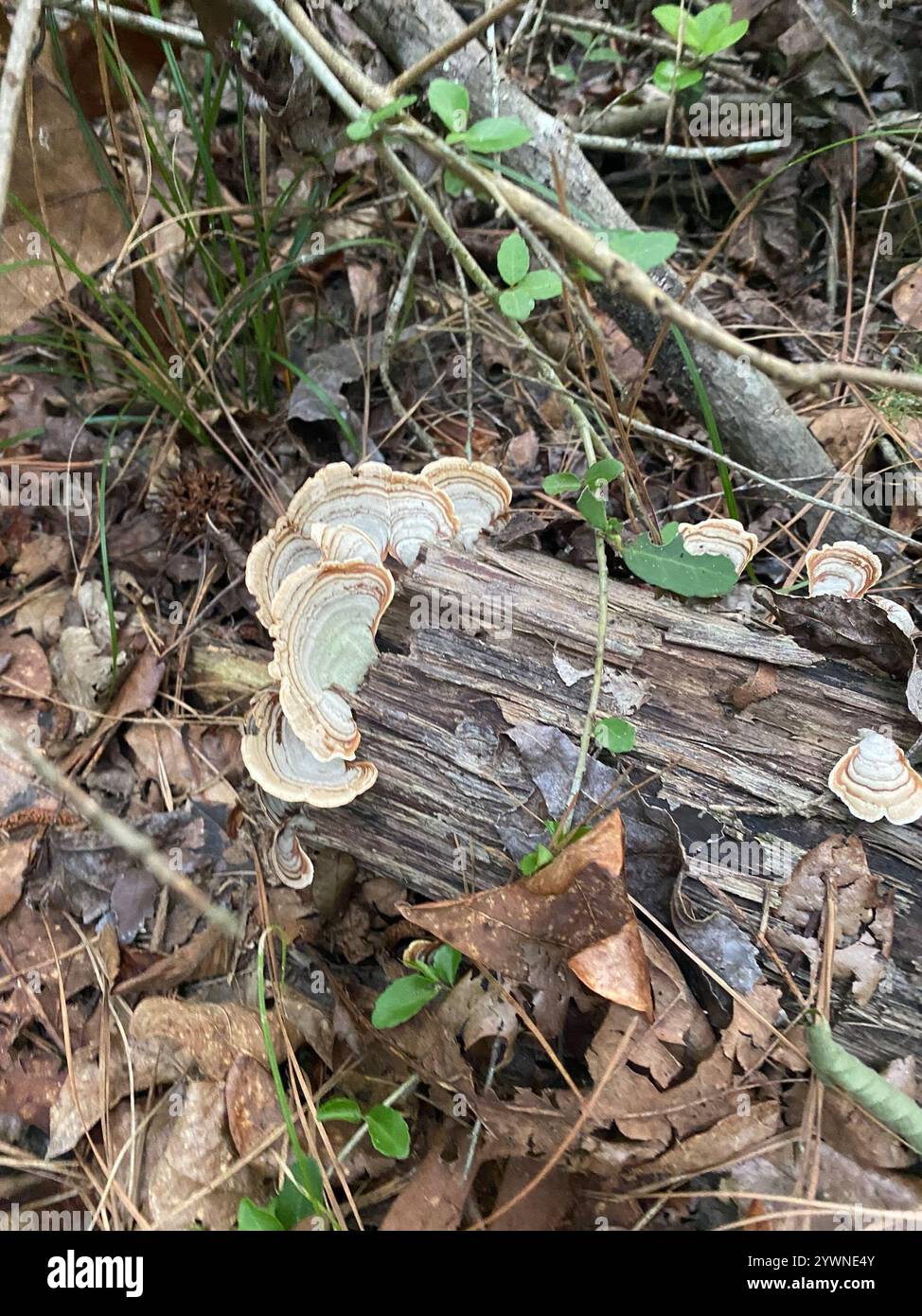 False Turkey-Tail (Stereum ostrea Stock Photo - Alamy
