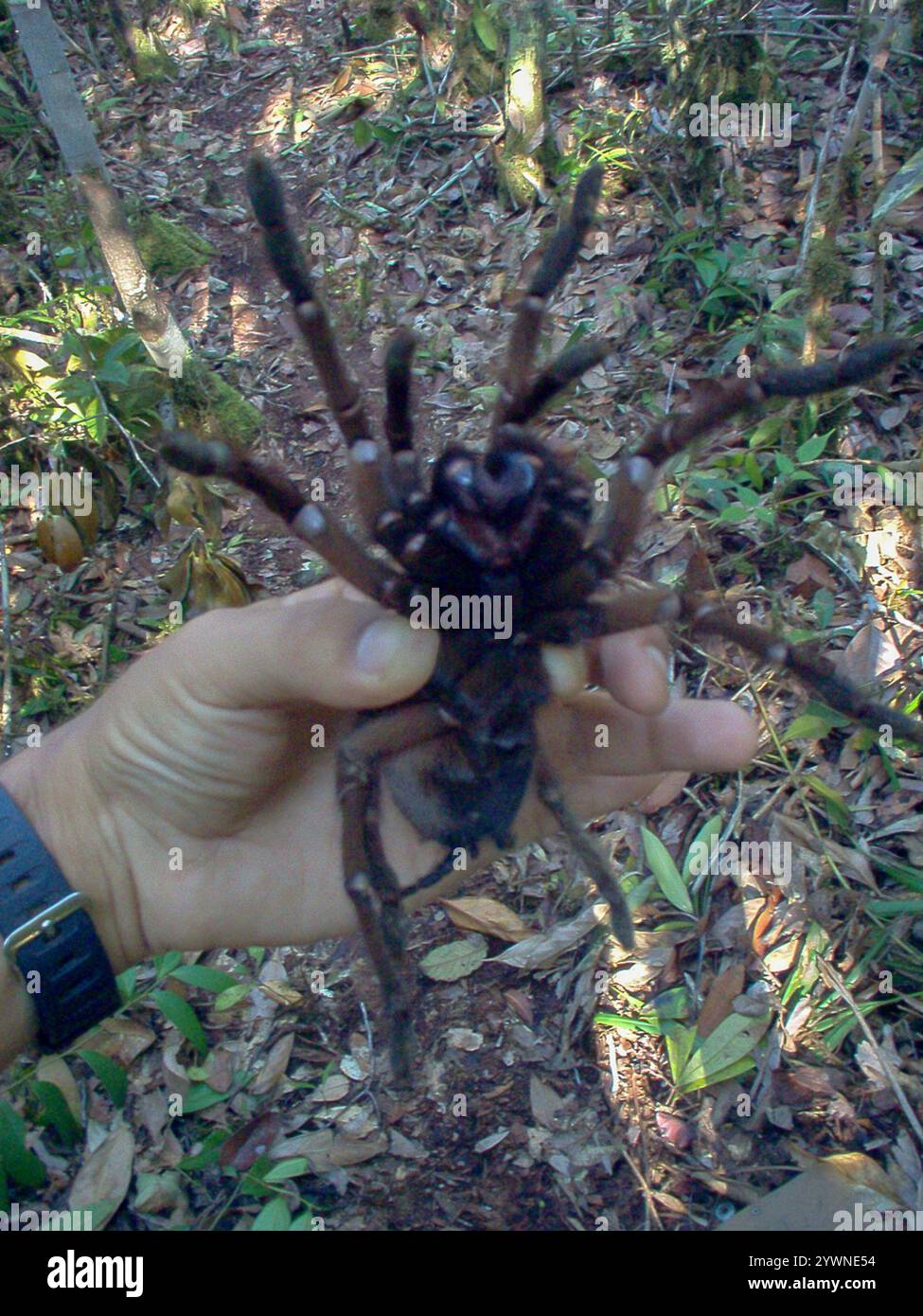 Goliath Tarantulas (Theraphosa Stock Photo - Alamy