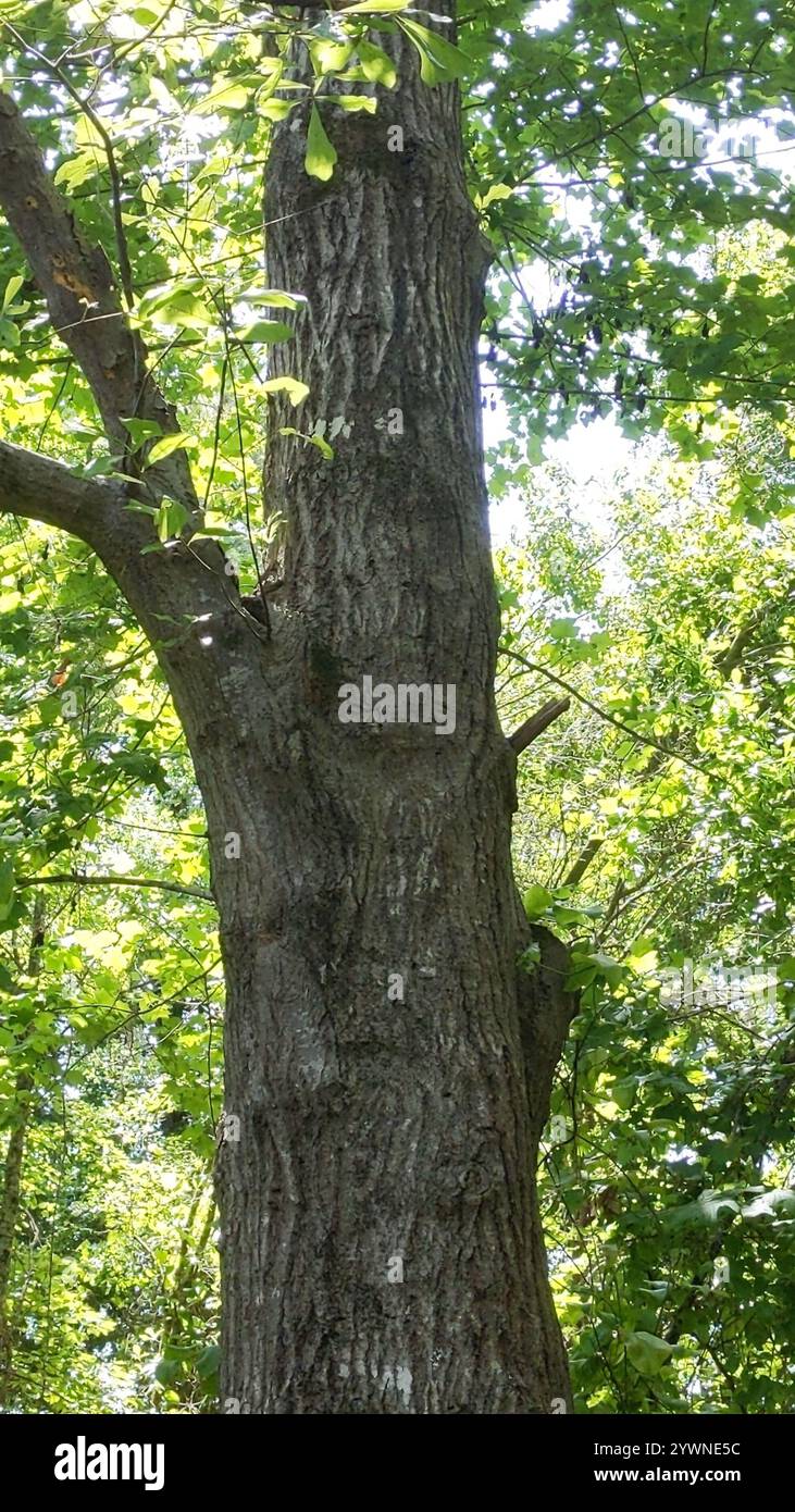 water oak (Quercus nigra Stock Photo - Alamy
