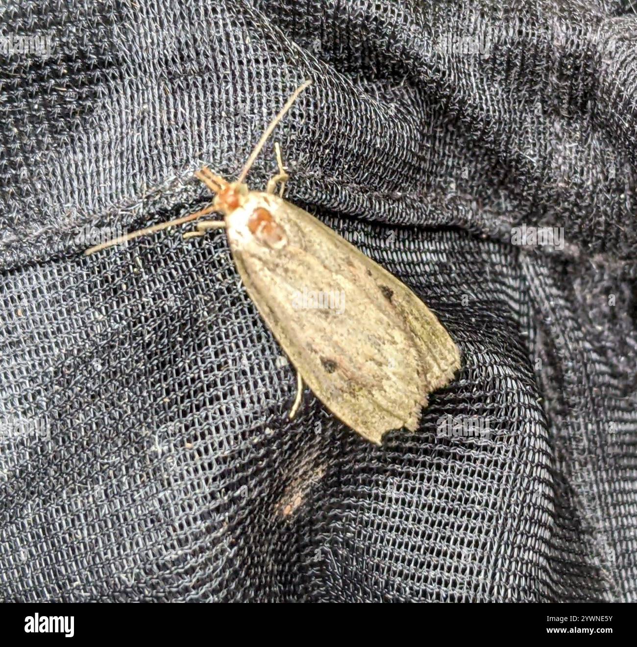 Bee Moth (Aphomia sociella Stock Photo - Alamy