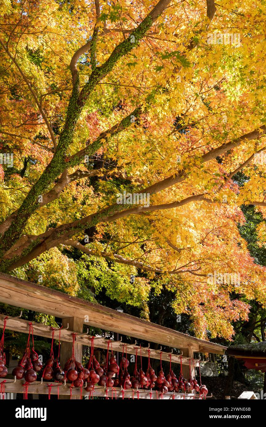 Fukuoka, Japan – November 15, 2022 : Dazaifu Tenmangu Shrine, which is ...