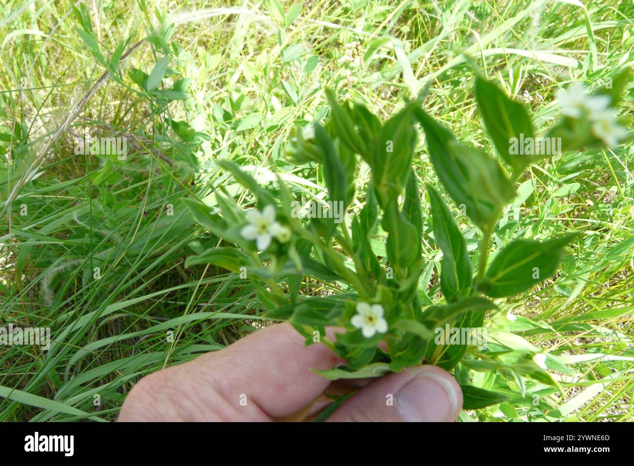 Common Gromwell (Lithospermum officinale Stock Photo - Alamy