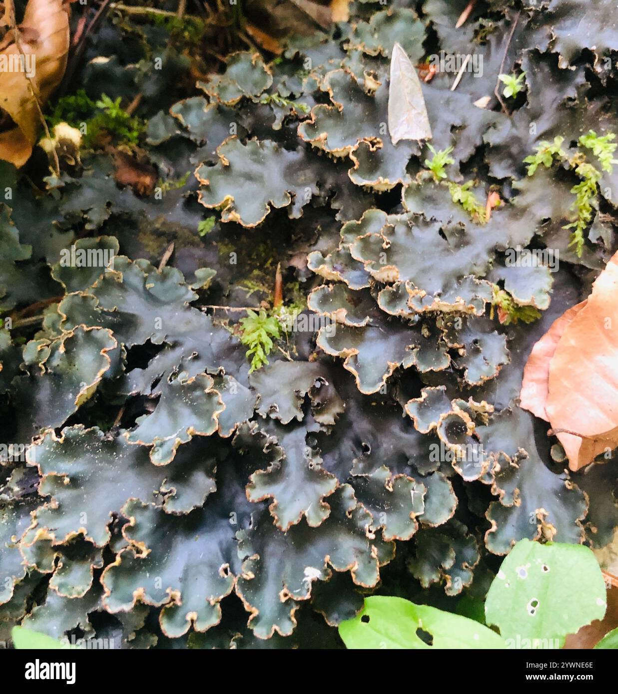 scaly pelt lichen (Peltigera praetextata Stock Photo - Alamy