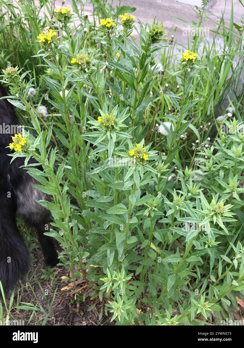 wormseed wallflower (Erysimum cheiranthoides Stock Photo - Alamy