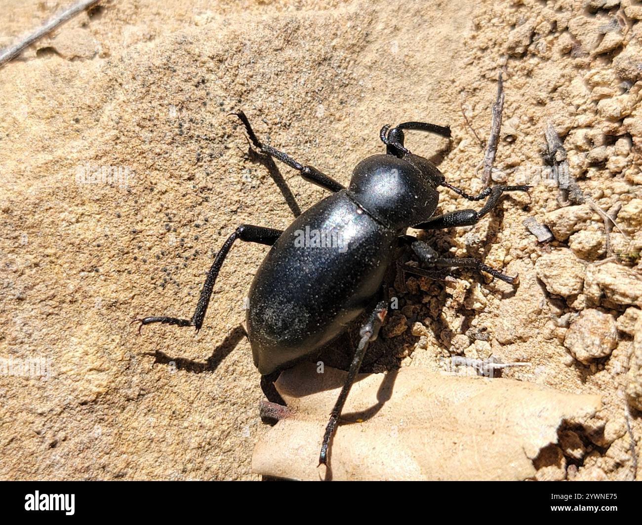Desert Stink Beetles (Eleodes Stock Photo - Alamy