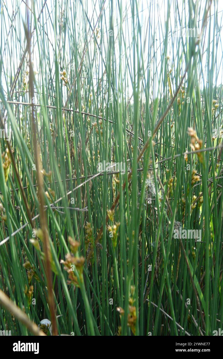 Hard Rush (Juncus inflexus Stock Photo - Alamy