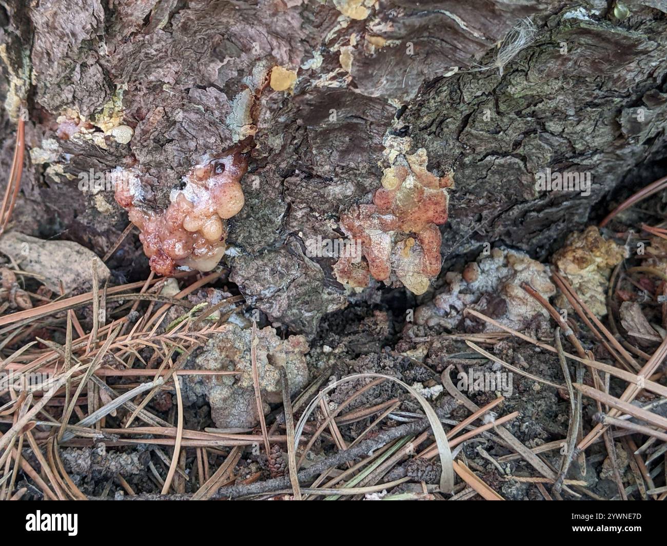 Red turpentine beetle hi-res stock photography and images - Alamy