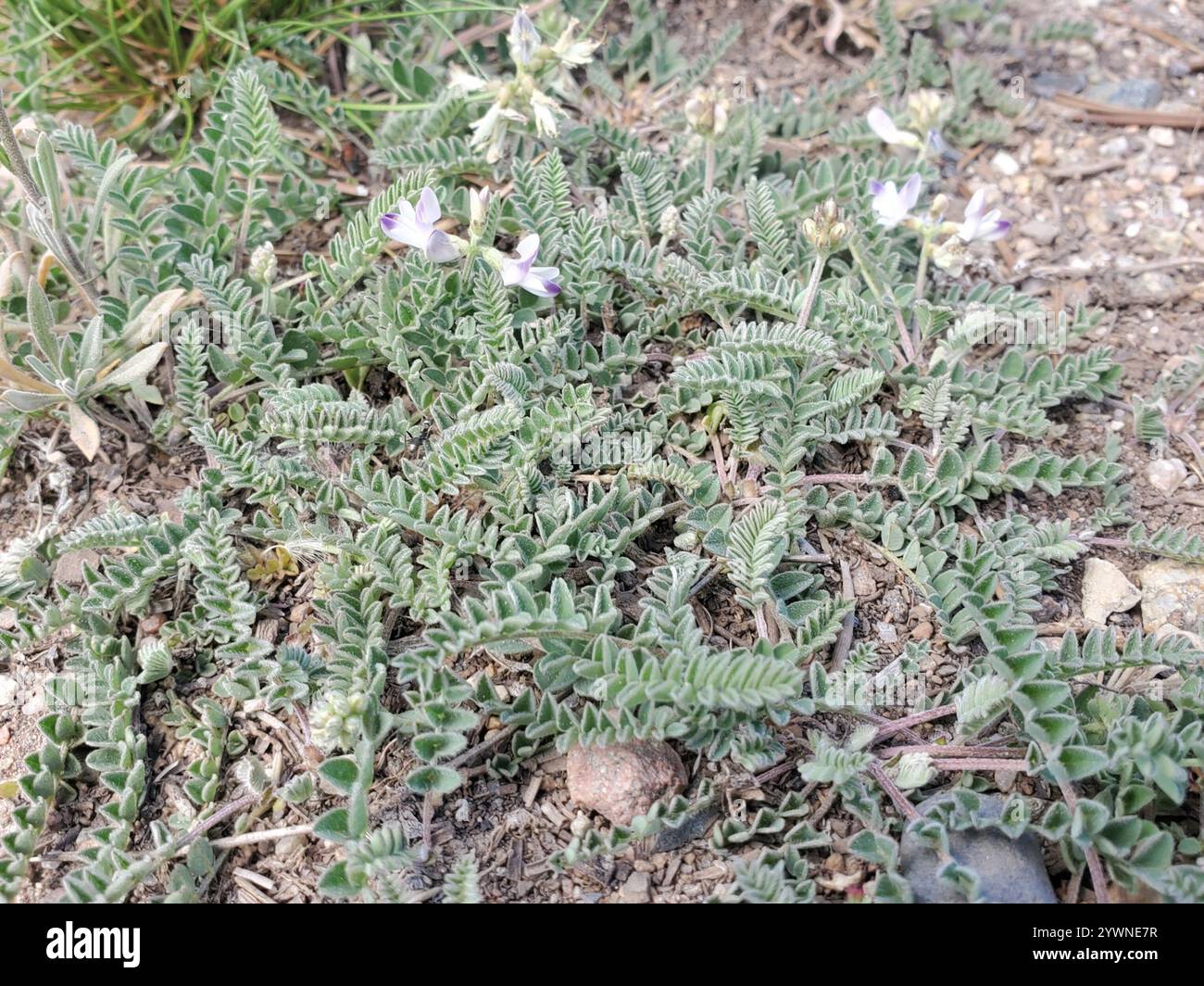 Alpine Milkvetch (Astragalus alpinus Stock Photo - Alamy