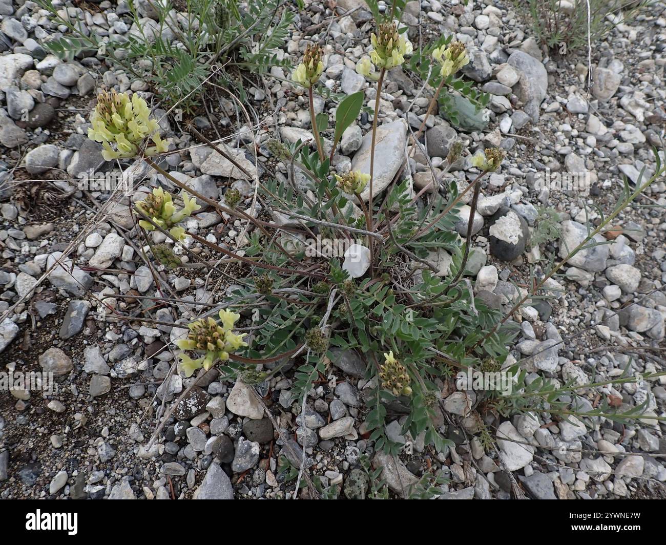 field locoweed (Oxytropis campestris Stock Photo - Alamy