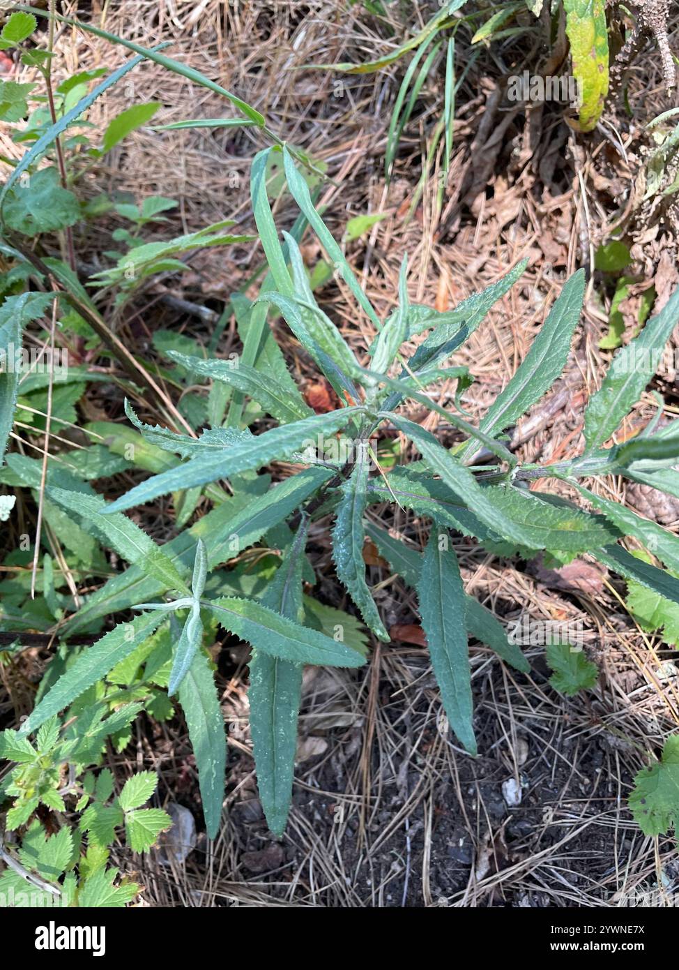 coastal burnweed (Senecio minimus Stock Photo - Alamy