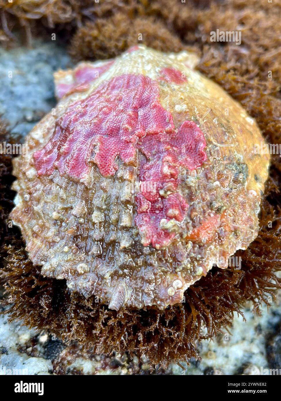 Giant Rock Scallop (Crassadoma gigantea Stock Photo - Alamy