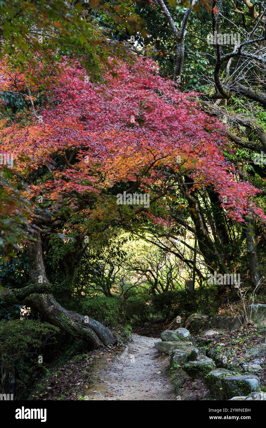 The colorful fall in Japan Stock Photo - Alamy