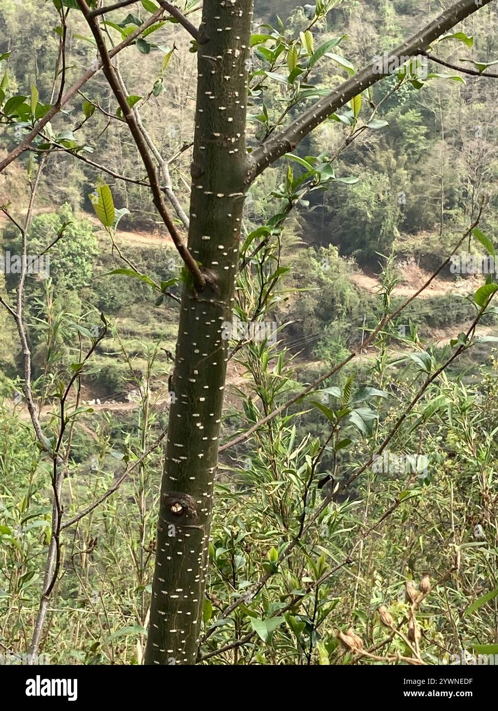 Nepal Alder (Alnus nepalensis Stock Photo - Alamy