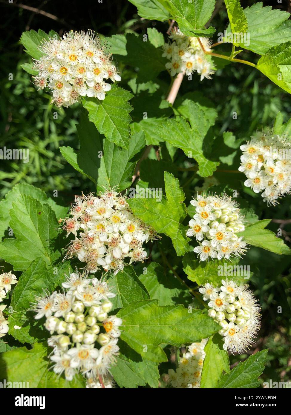 common ninebark (Physocarpus opulifolius Stock Photo - Alamy