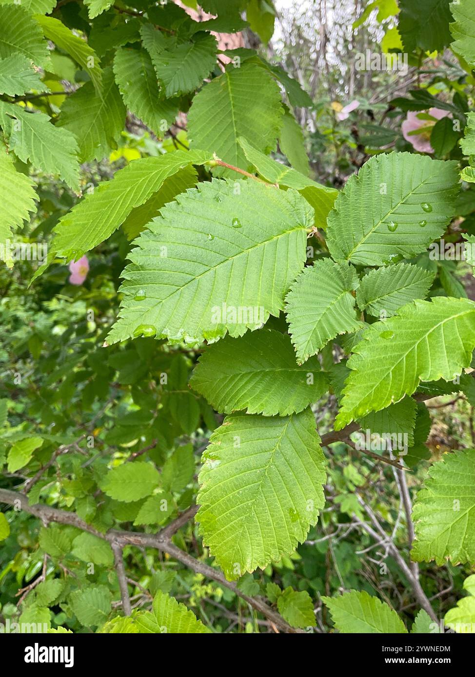 American elm (Ulmus americana Stock Photo - Alamy