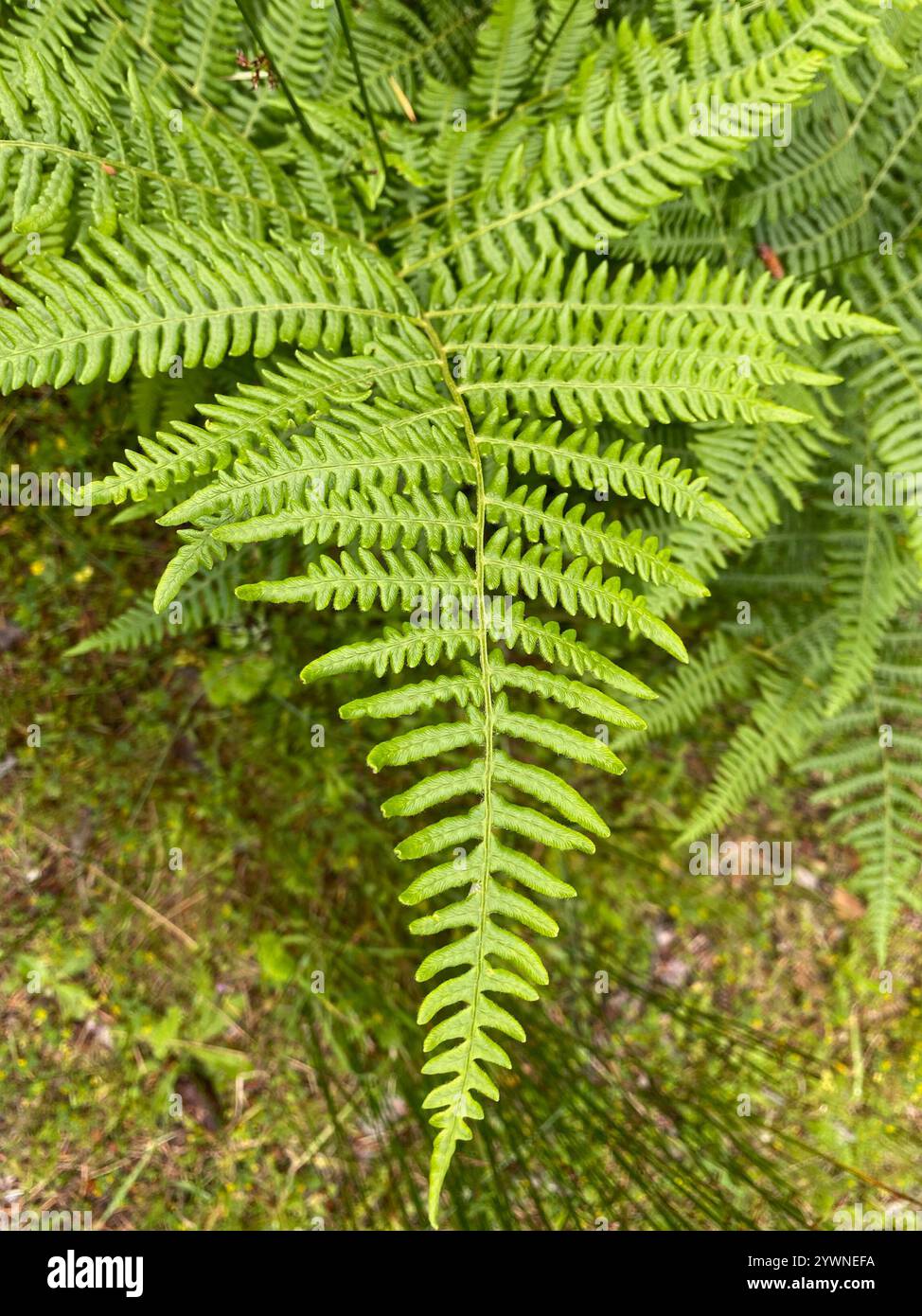 common bracken (Pteridium aquilinum Stock Photo - Alamy
