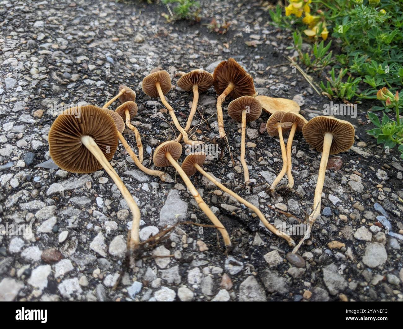 Common Fieldcap (Agrocybe pediades Stock Photo - Alamy