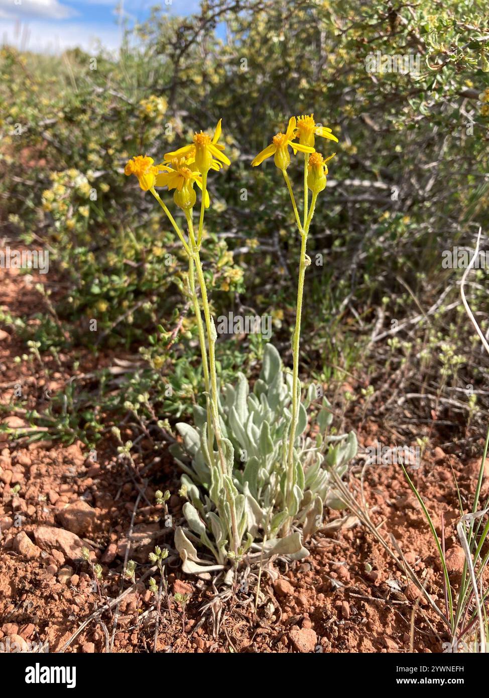 woolly groundsel (Packera cana Stock Photo - Alamy