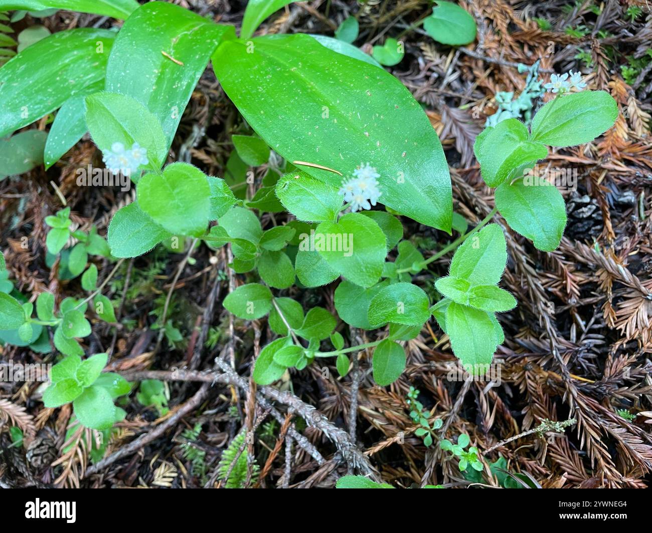 Whipplea modesta hi-res stock photography and images - Alamy