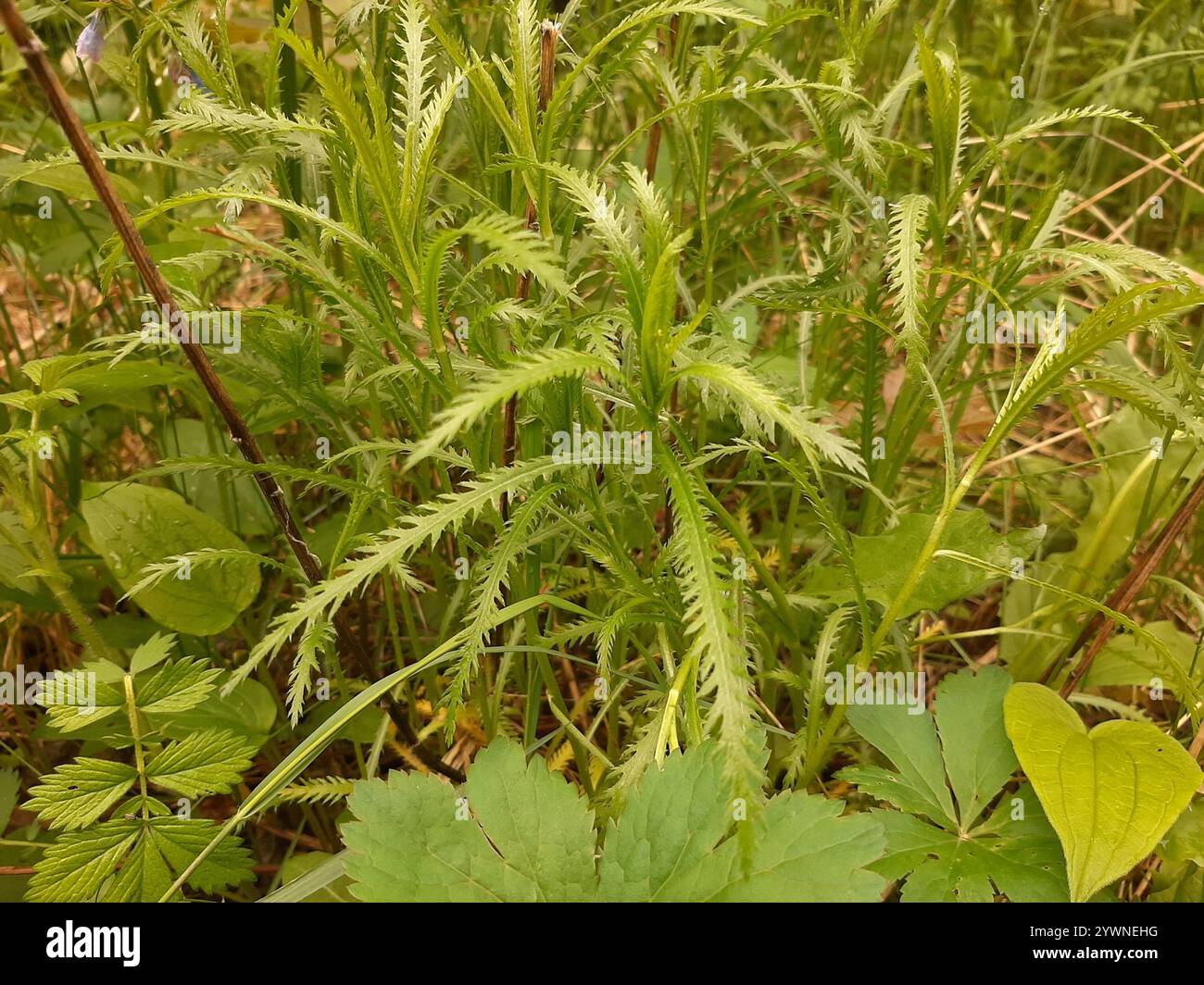 Siberian yarrow hi-res stock photography and images - Alamy