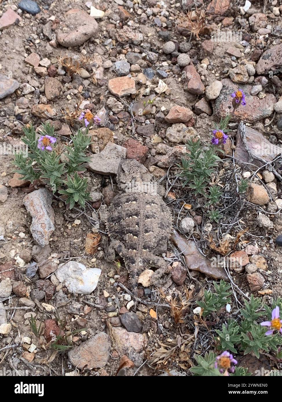 Pygmy horned lizard hi-res stock photography and images - Alamy