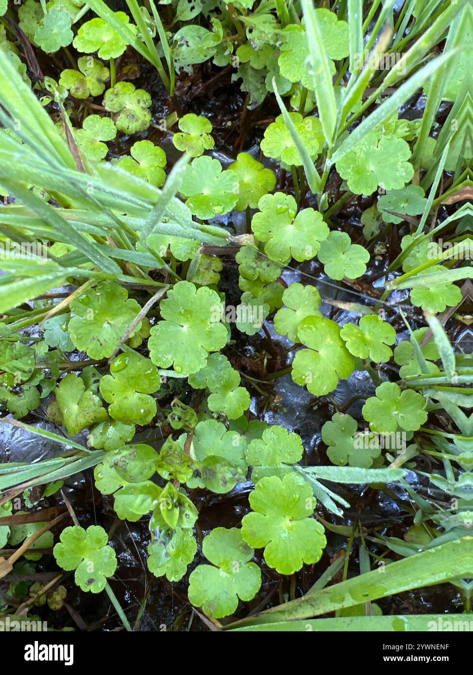 floating marsh pennywort (Hydrocotyle ranunculoides Stock Photo - Alamy
