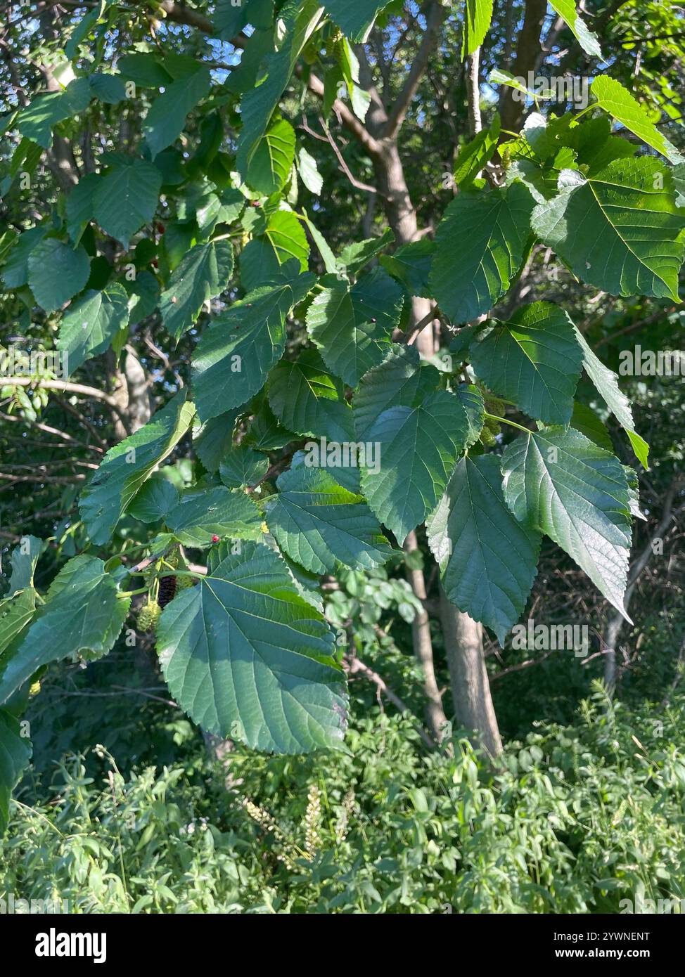 red mulberry (Morus rubra Stock Photo - Alamy