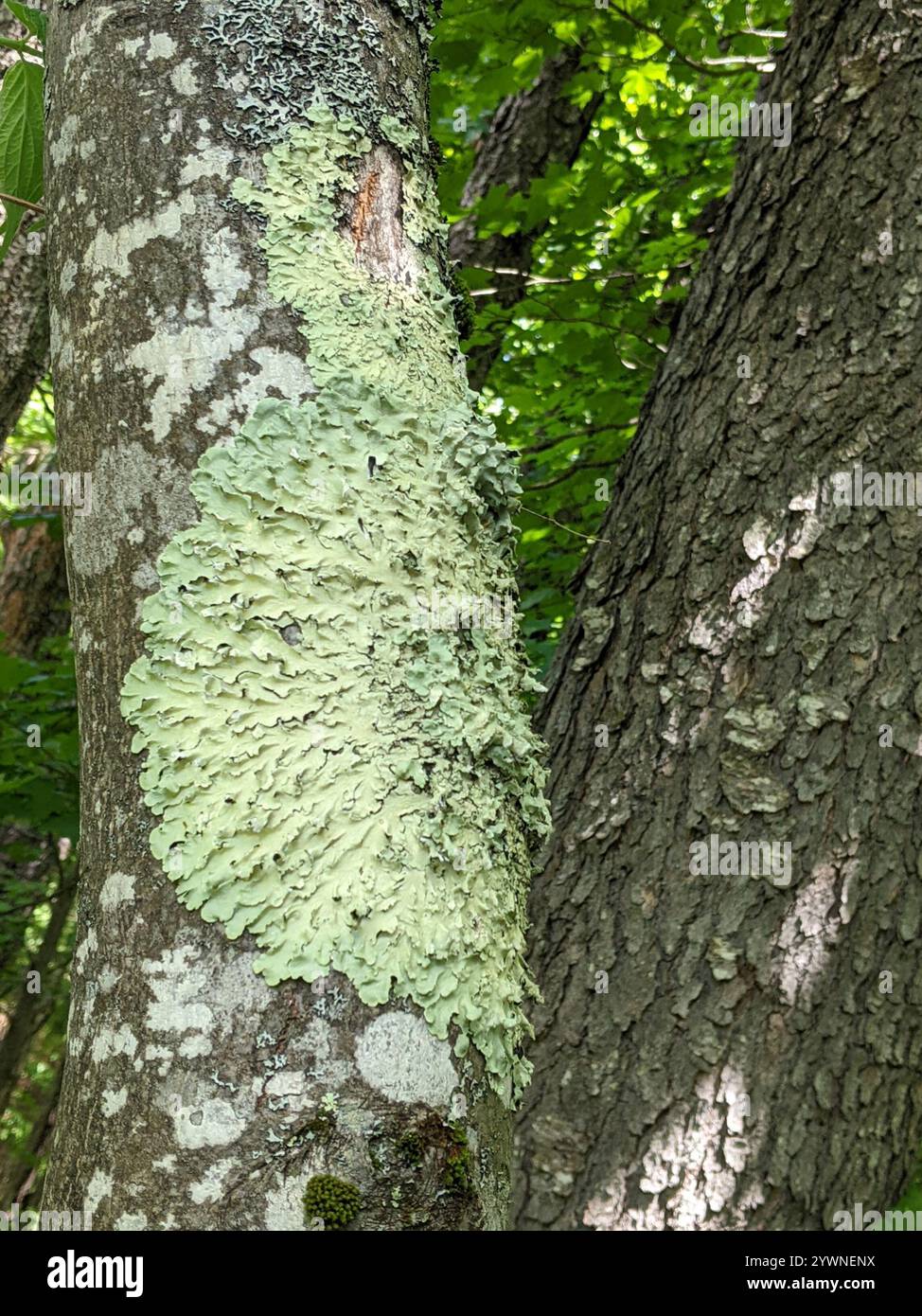 common greenshield lichen (Flavoparmelia caperata Stock Photo - Alamy