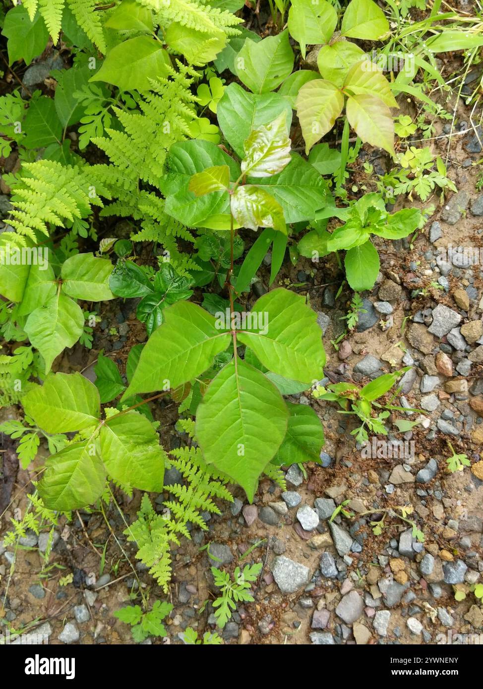 eastern poison ivy (Toxicodendron radicans Stock Photo - Alamy