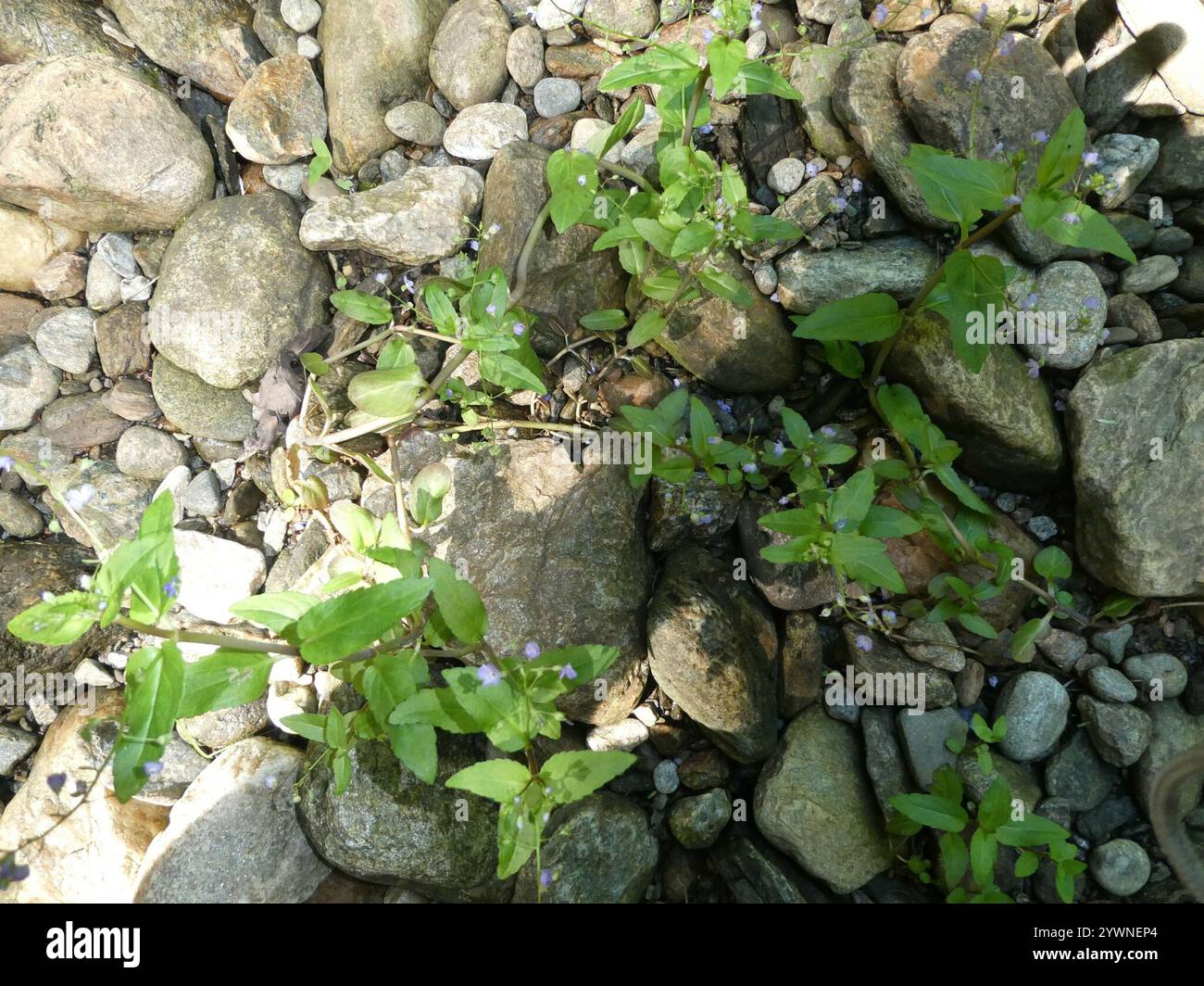 American brooklime hi-res stock photography and images - Alamy