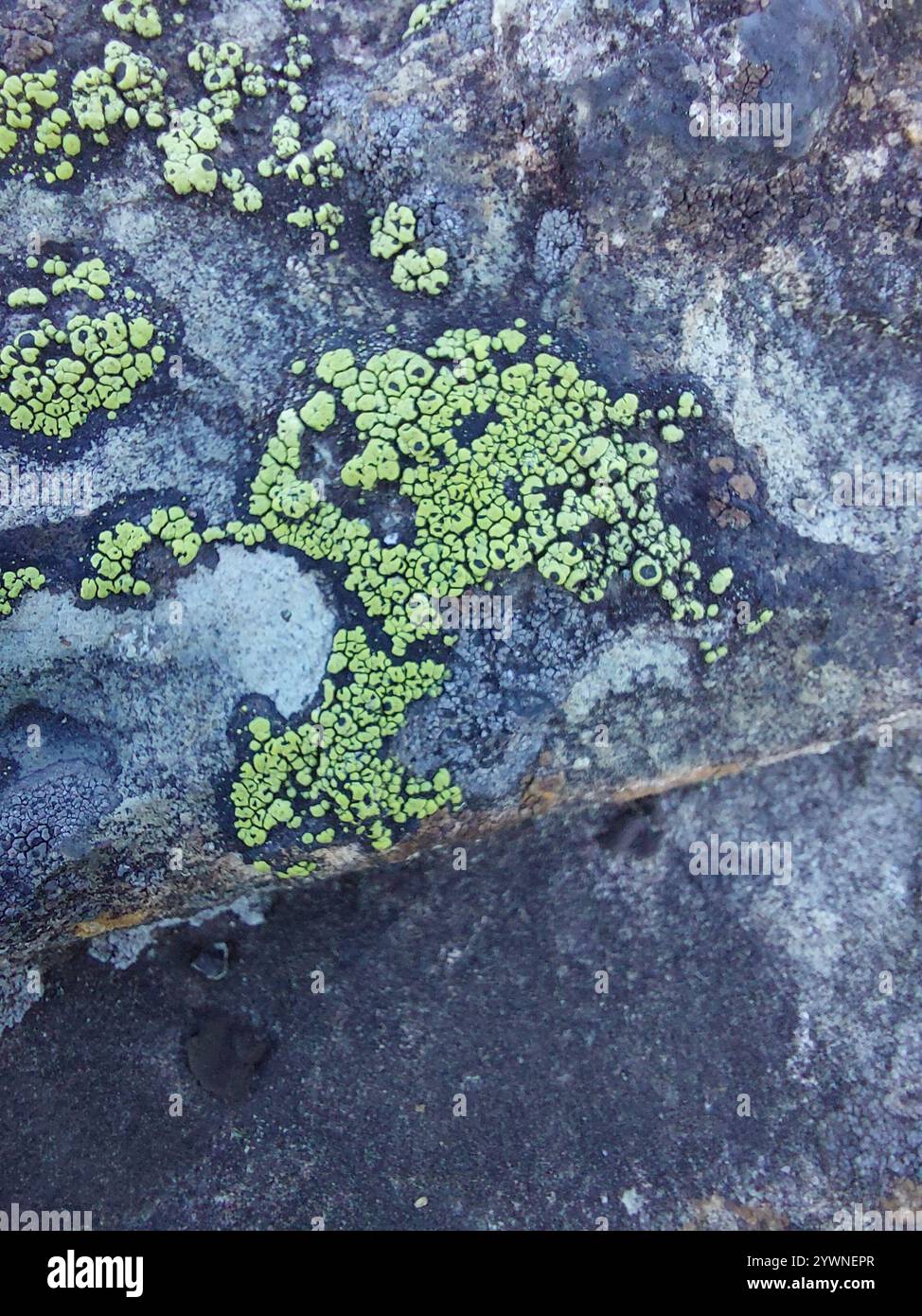 yellow map lichen (Rhizocarpon geographicum Stock Photo - Alamy