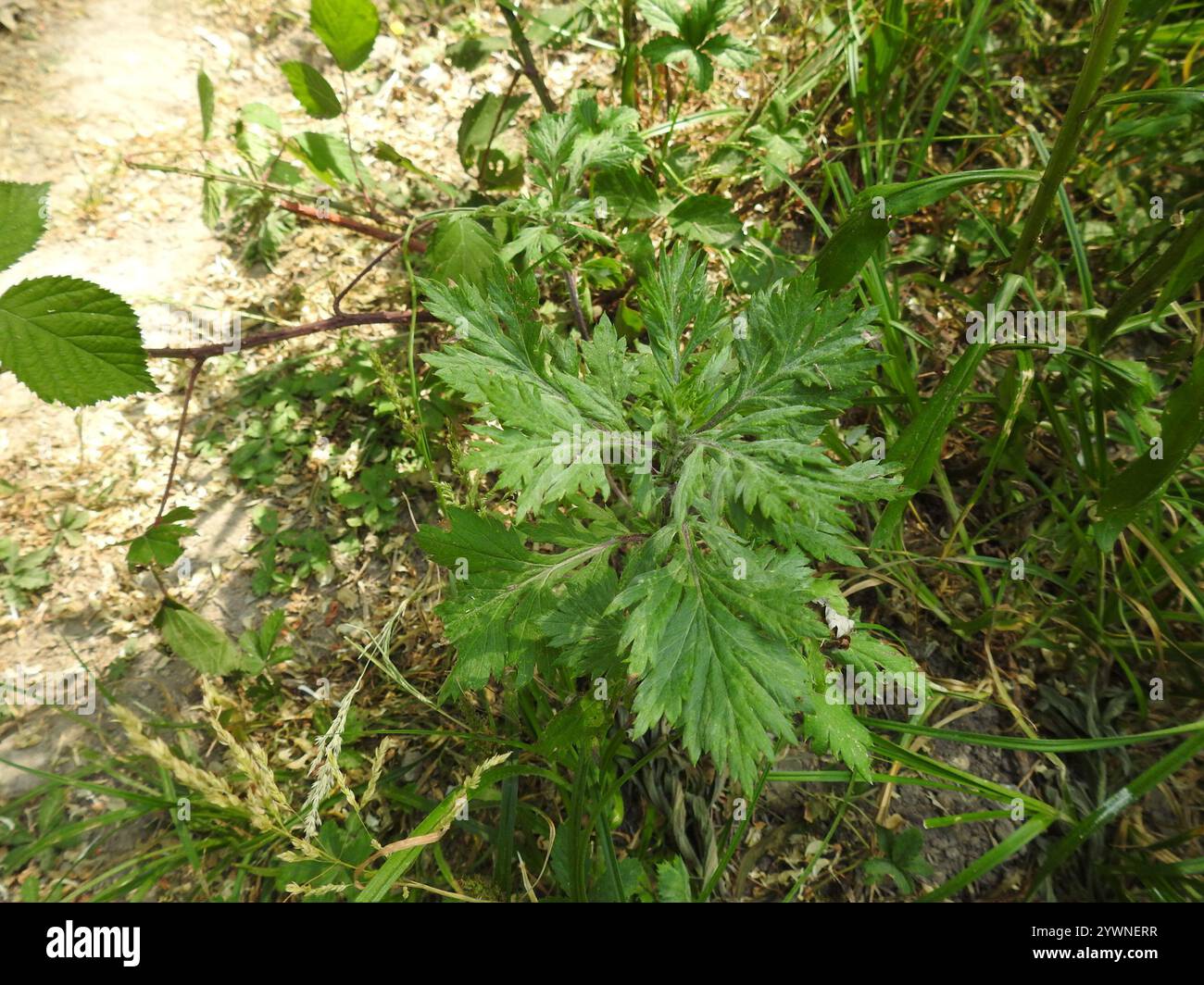 common mugwort (Artemisia vulgaris Stock Photo - Alamy