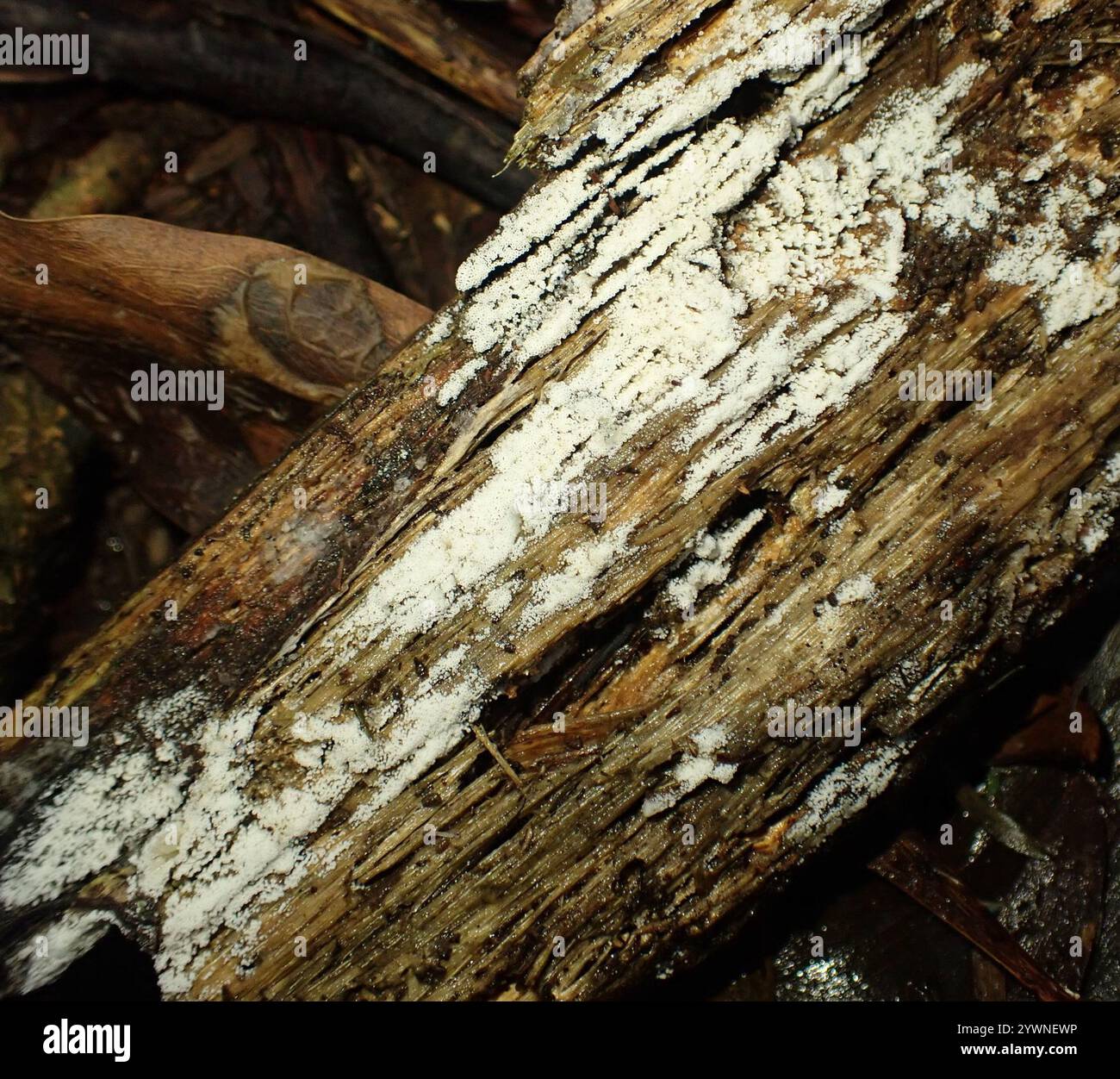 Henningsomyces hi-res stock photography and images - Alamy