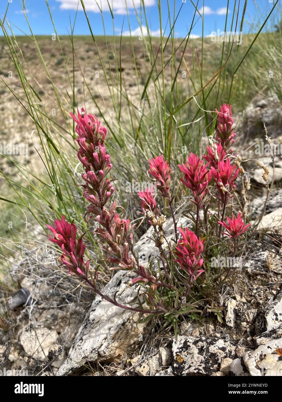 (Castilleja angustifolia angustifolia Stock Photo - Alamy
