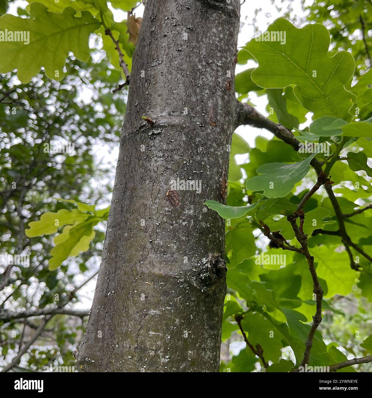 English oak (Quercus robur Stock Photo - Alamy