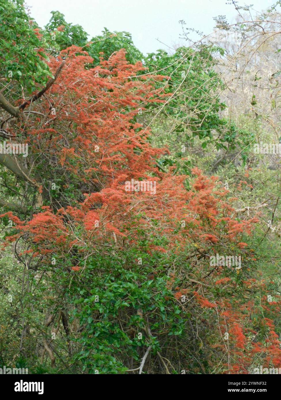 flame-creeper (Combretum microphyllum Stock Photo - Alamy