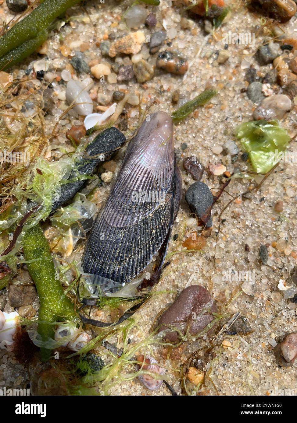 Atlantic Ribbed Mussel (Geukensia demissa Stock Photo - Alamy
